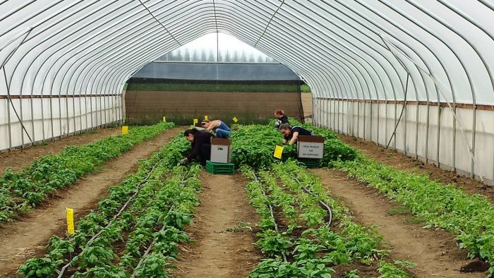 Ratto Farms – Organic Herb Farming