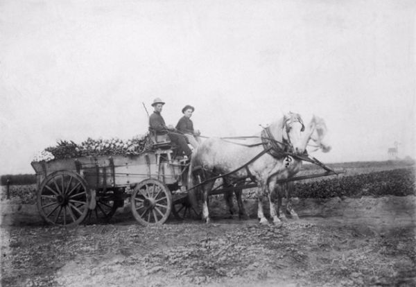 About – Ratto Farms